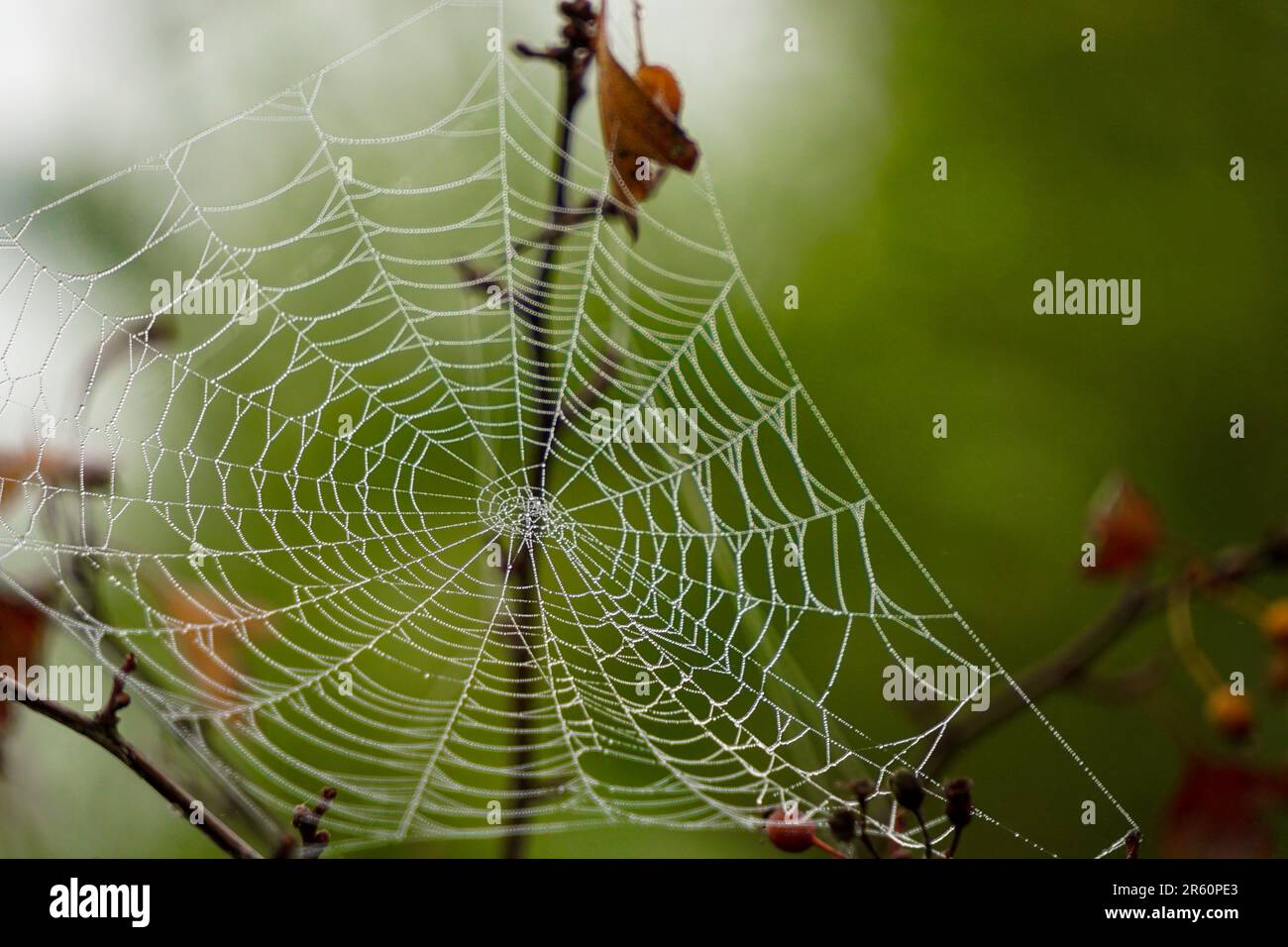Spider web in the nature with morning fog mist on it close up view ...