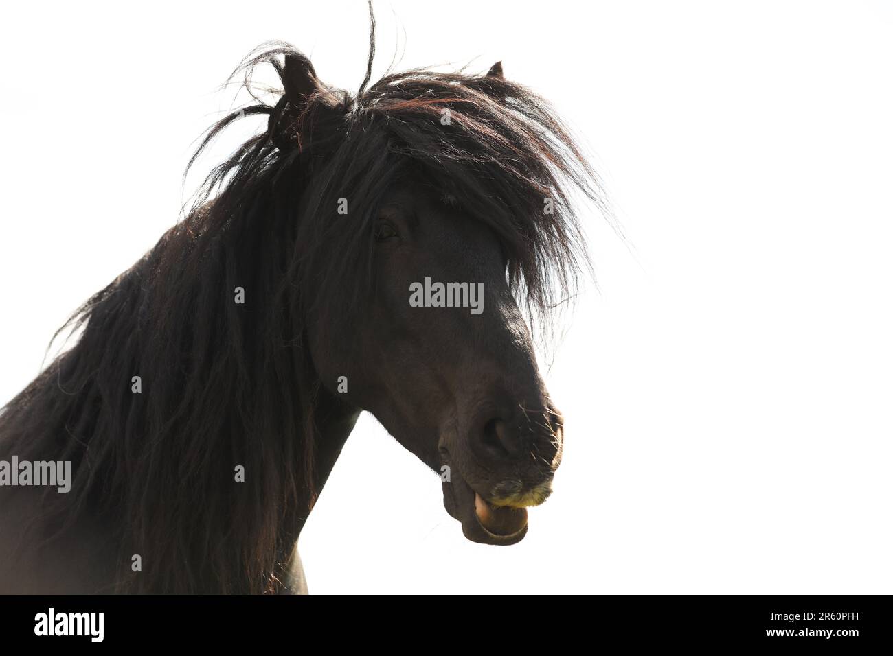 Portrait of a black Fell pony, head and shoulders Stock Photo - Alamy