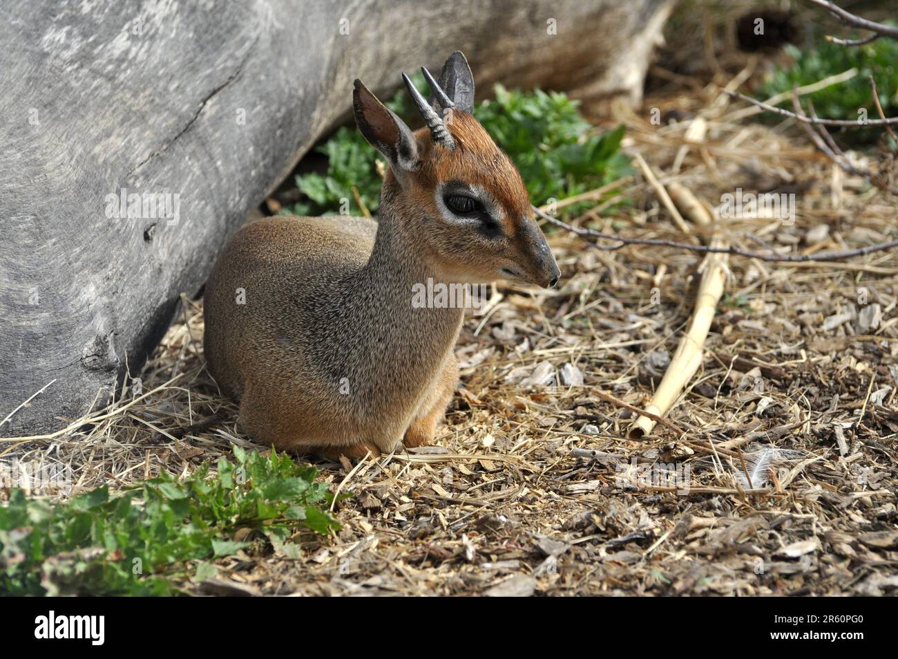 Tenting in orange tent camping with Hallet Peak and snow covered Rocky ...