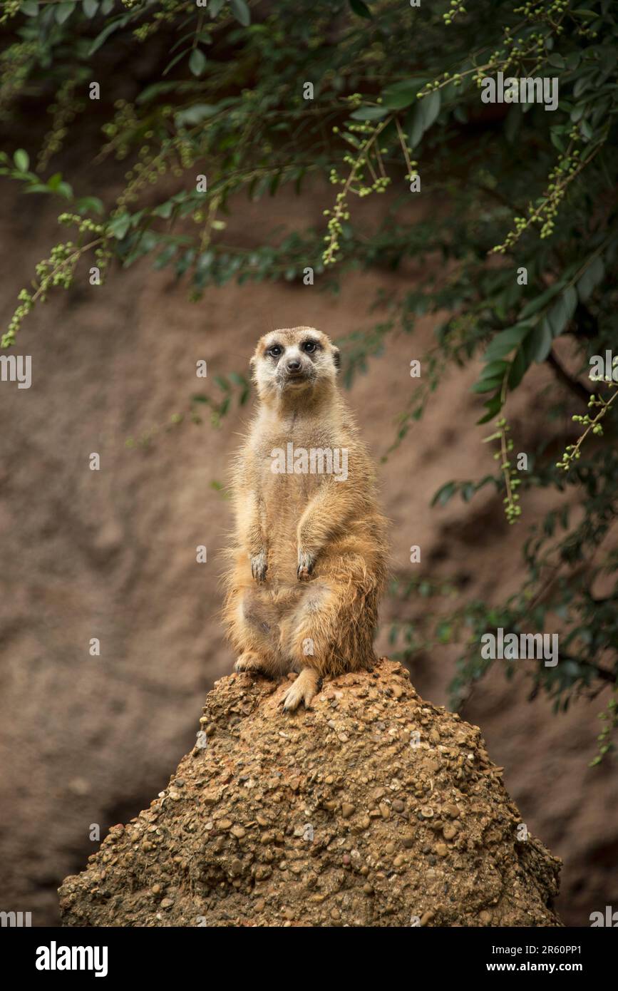 Meerkat of Africa watching on sentry duty Stock Photo - Alamy