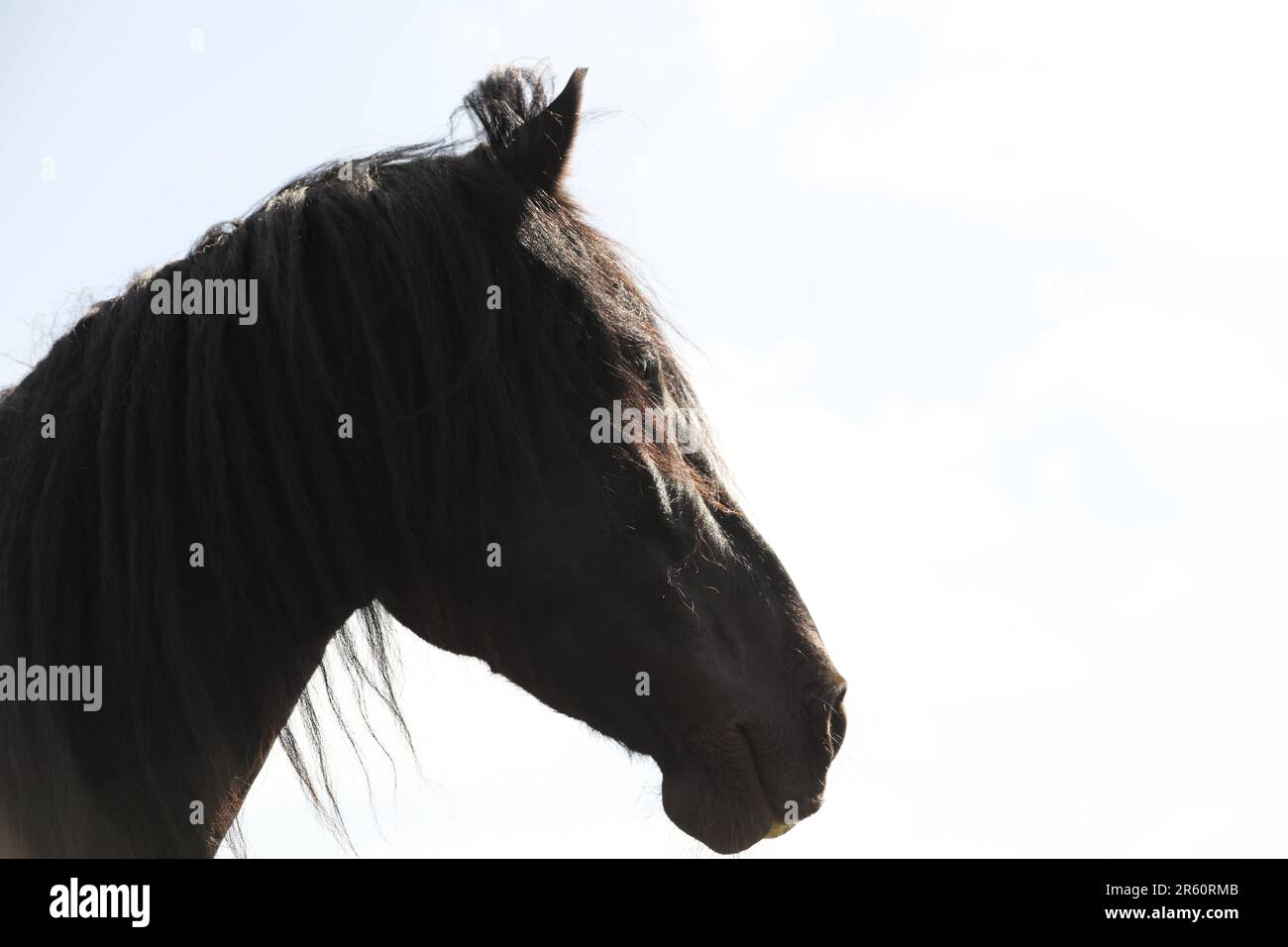A black Fell pony, cropped head and shoulders Stock Photo - Alamy