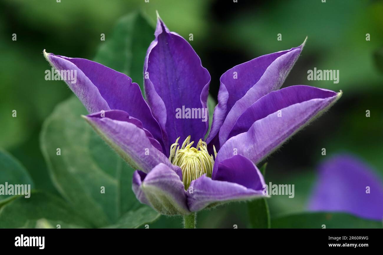 Clematis clematis flowers bloom with blue large flowers during ...
