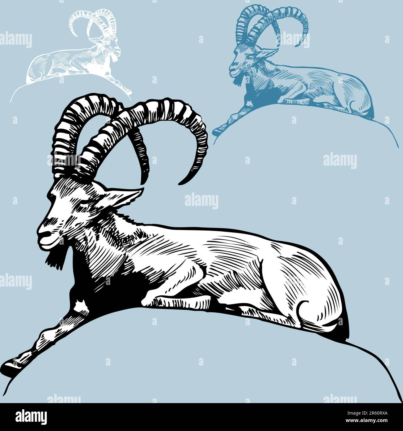 Hand drawn image of a ram / goat Stock Vector Image & Art - Alamy