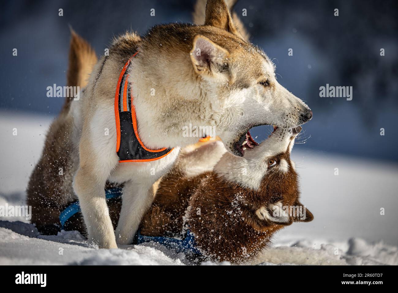 Sled Dogs Fighting