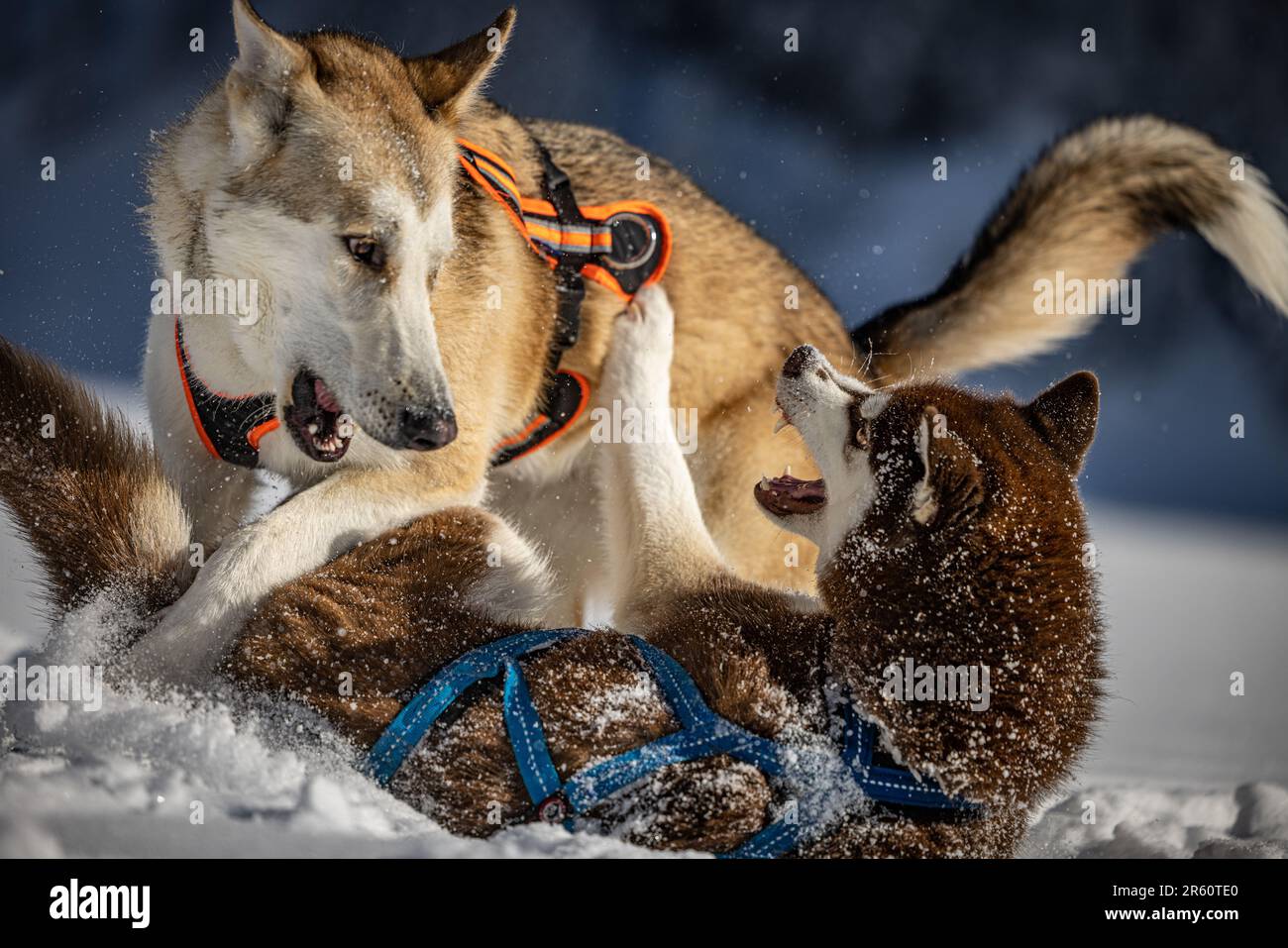 Chase two fighting dogs hi-res stock photography and images - Alamy
