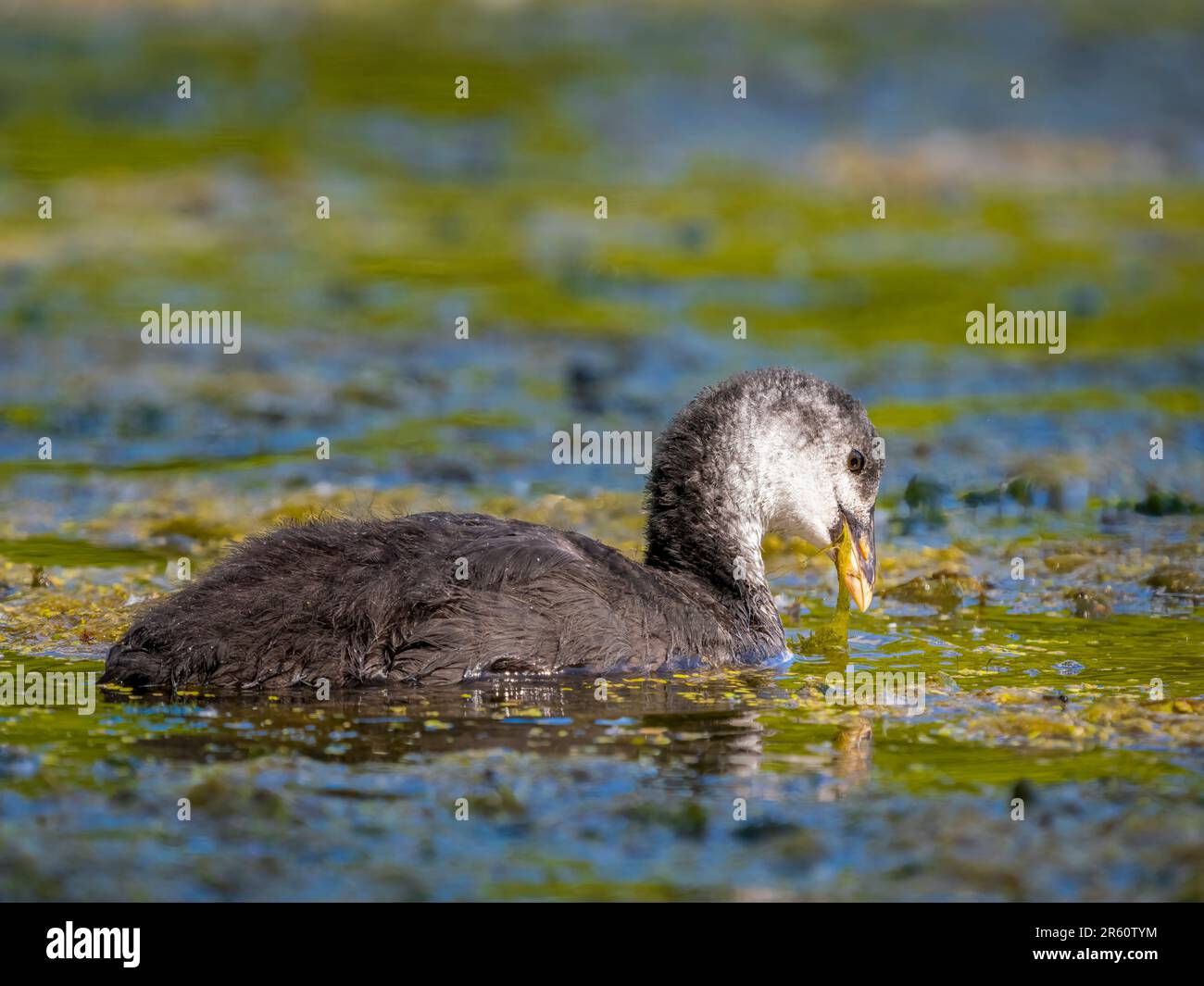 A young Eurasian Coot (Fulica atra) also known as the Common Coot Stock ...
