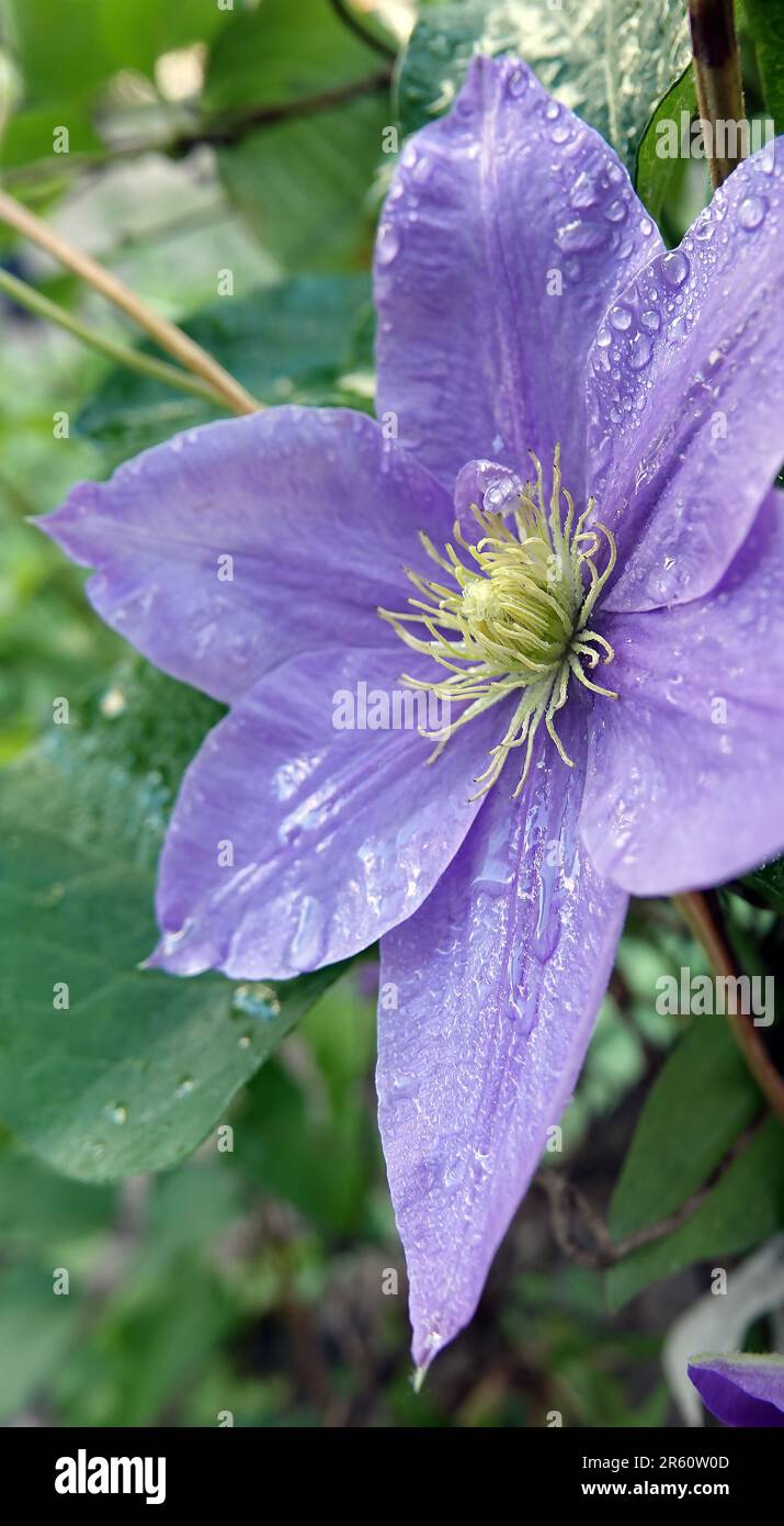 Clematis clematis flowers bloom with blue large flowers during ...