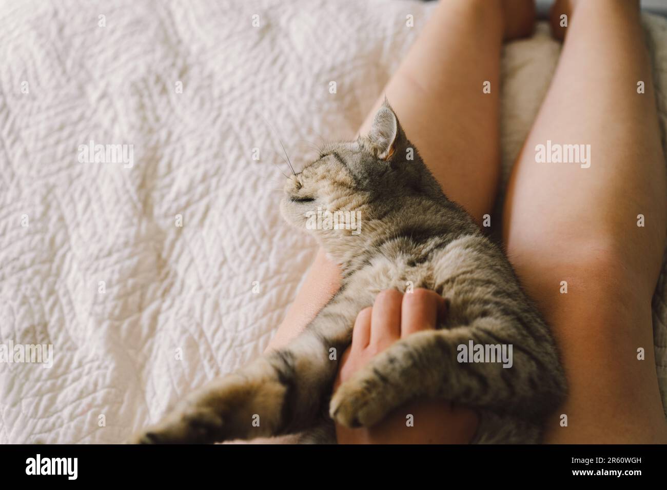The relationship between a cat and a person. The girl's hands caress ...
