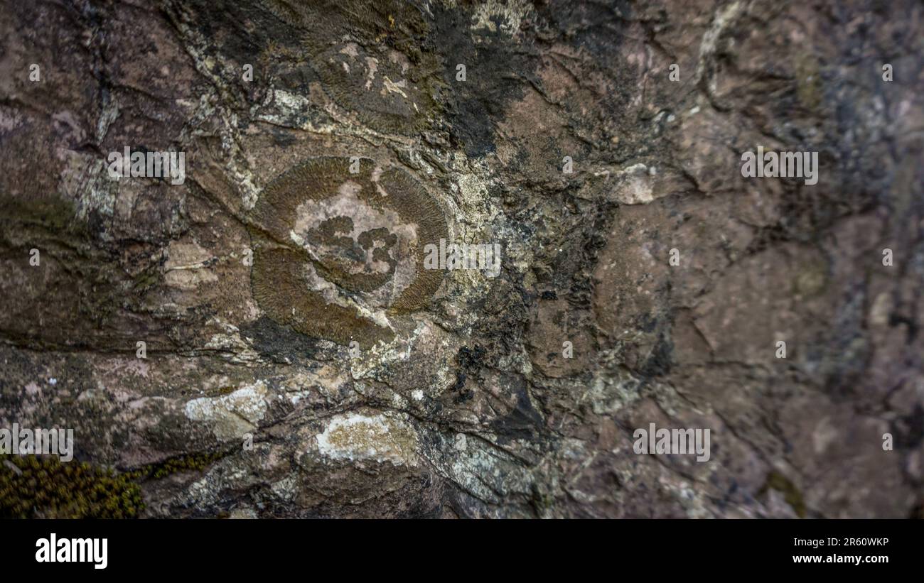 Fossil in the rock close up view Stock Photo - Alamy