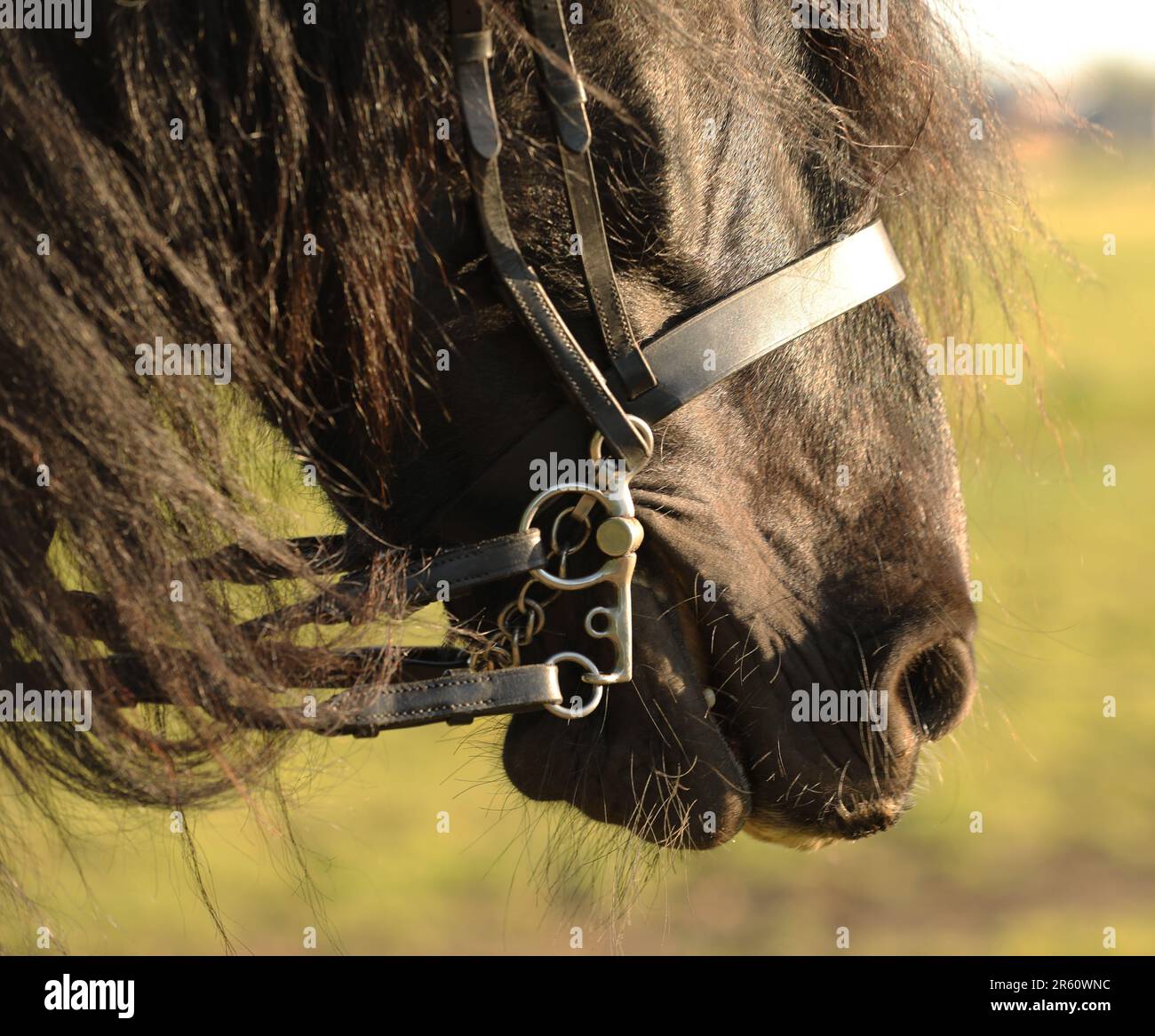 A black Fell pony wearing a bridle, cropped Stock Photo - Alamy