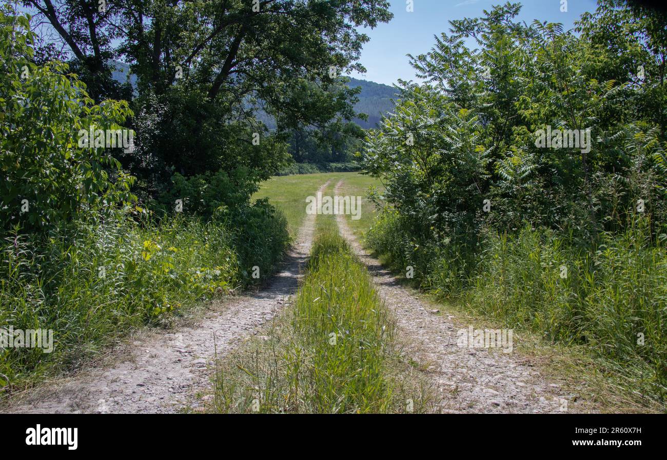 A scenic dirt path winding through a vibrant green forest with tall ...