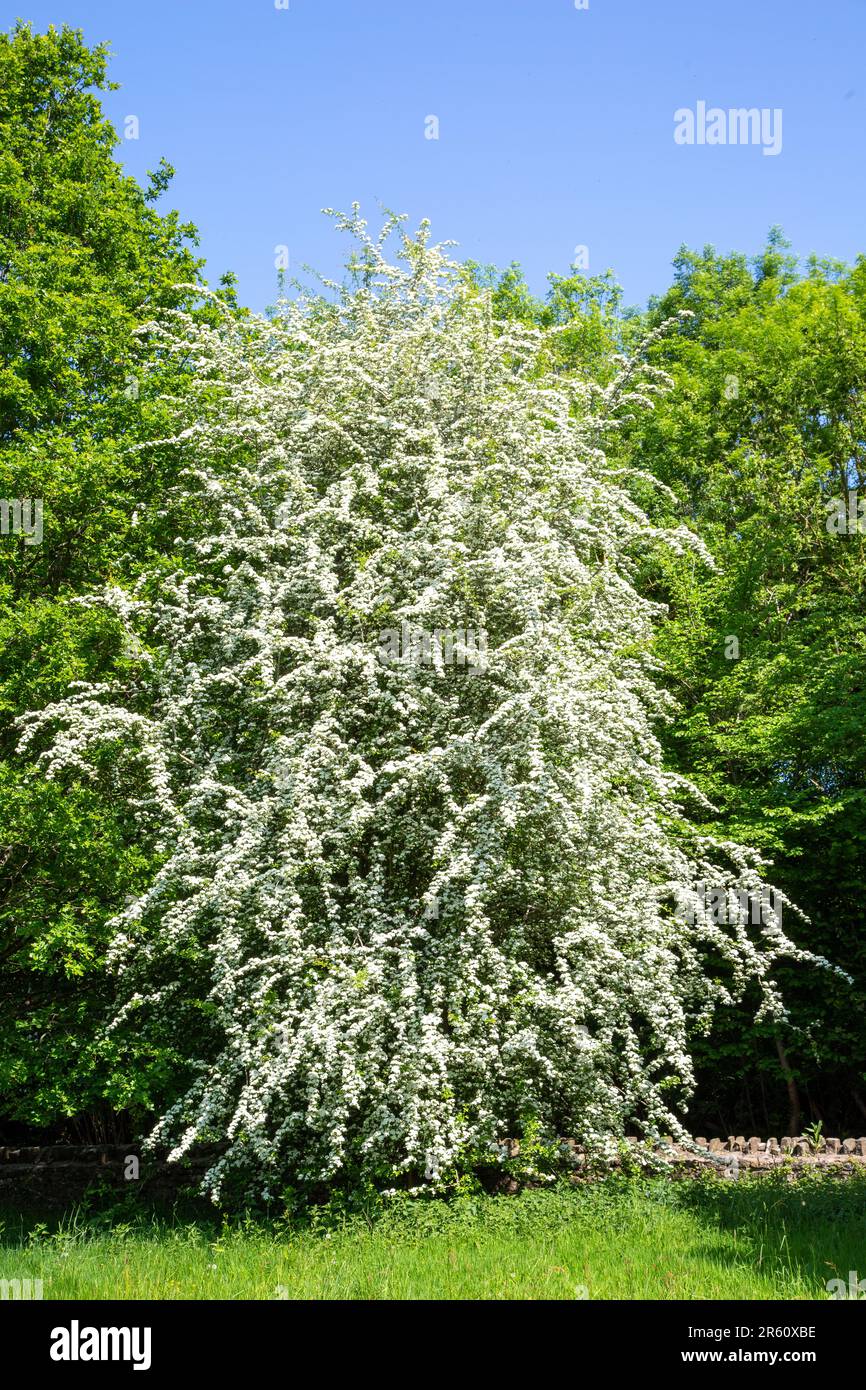 British tree hi-res stock photography and images - Alamy
