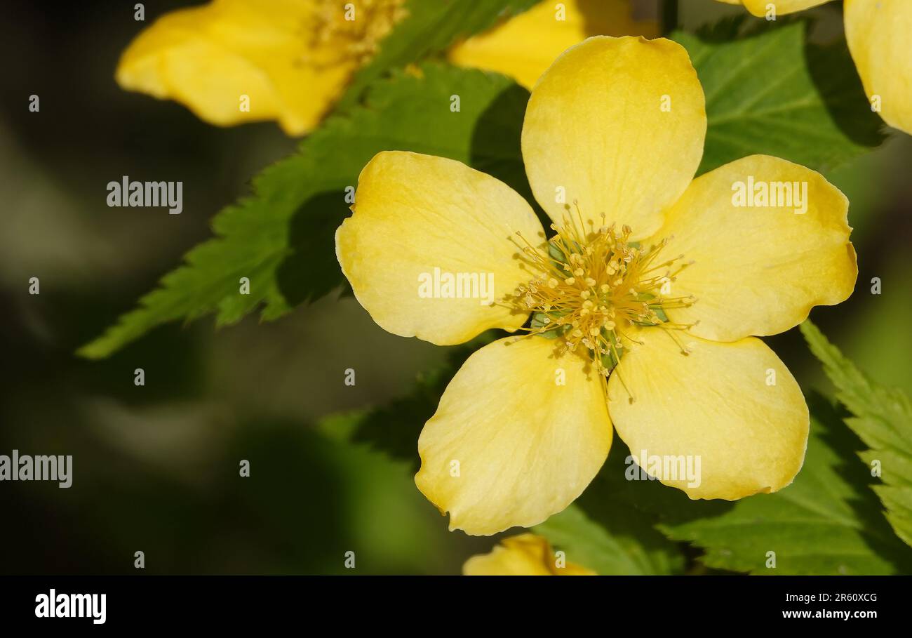 Yellow flowers Kerria japonica during the flowering period close-up ...