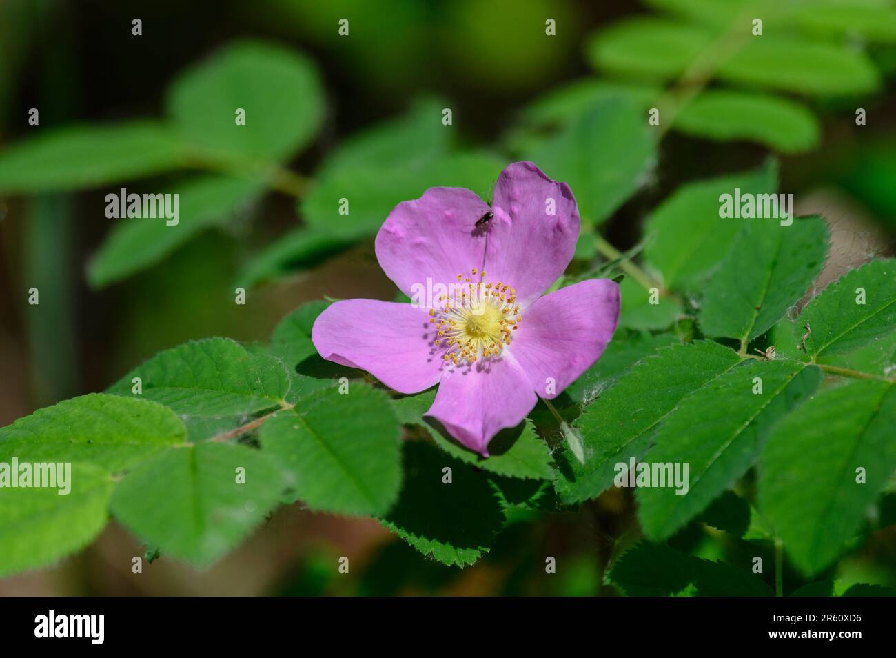 Wild Rose, Alberta Wild Rose, Prickly Rose, Elk Island National Park ...