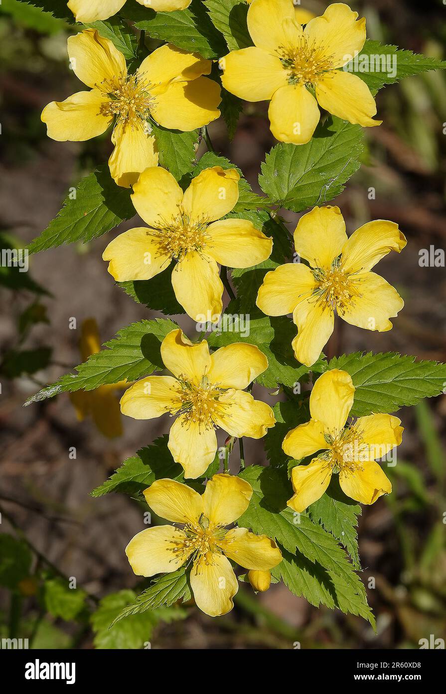 Yellow flowers Kerria japonica during the flowering period close-up ...