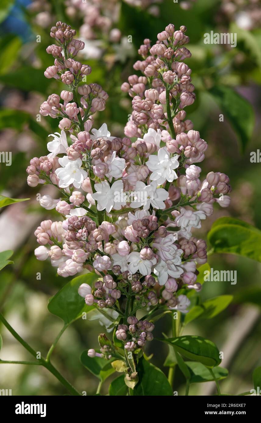 Lilac in spring during the flowering period, lilac trees bloom in large ...