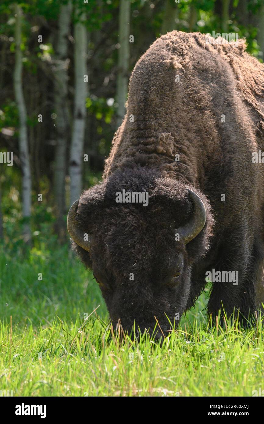 Wild plains bison, Elk Island National Park, Alberta, Canada Stock ... Wild plains bison, Elk Island National Park, Alberta, Canada Stock ...