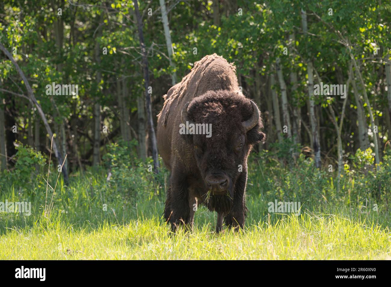 Wild plains bison, Elk Island National Park, Alberta, Canada Stock ... Wild plains bison, Elk Island National Park, Alberta, Canada Stock ...