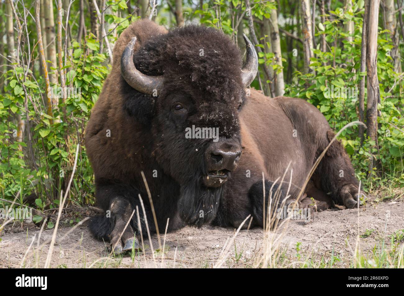 Wild plains bison, Elk Island National Park, Alberta, Canada Stock ... Wild plains bison, Elk Island National Park, Alberta, Canada Stock ...