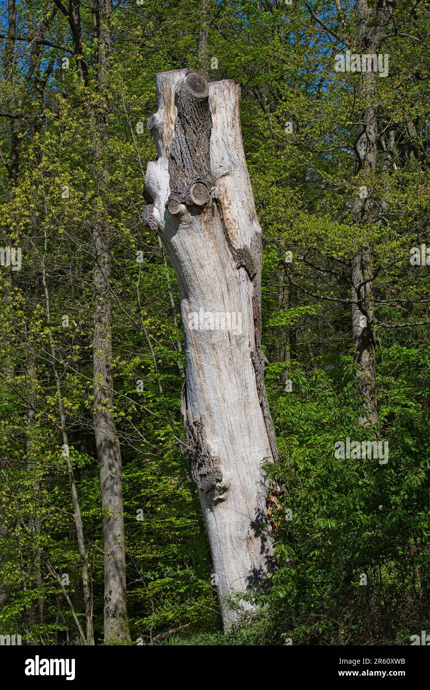 Primal presence hi-res stock photography and images - Alamy