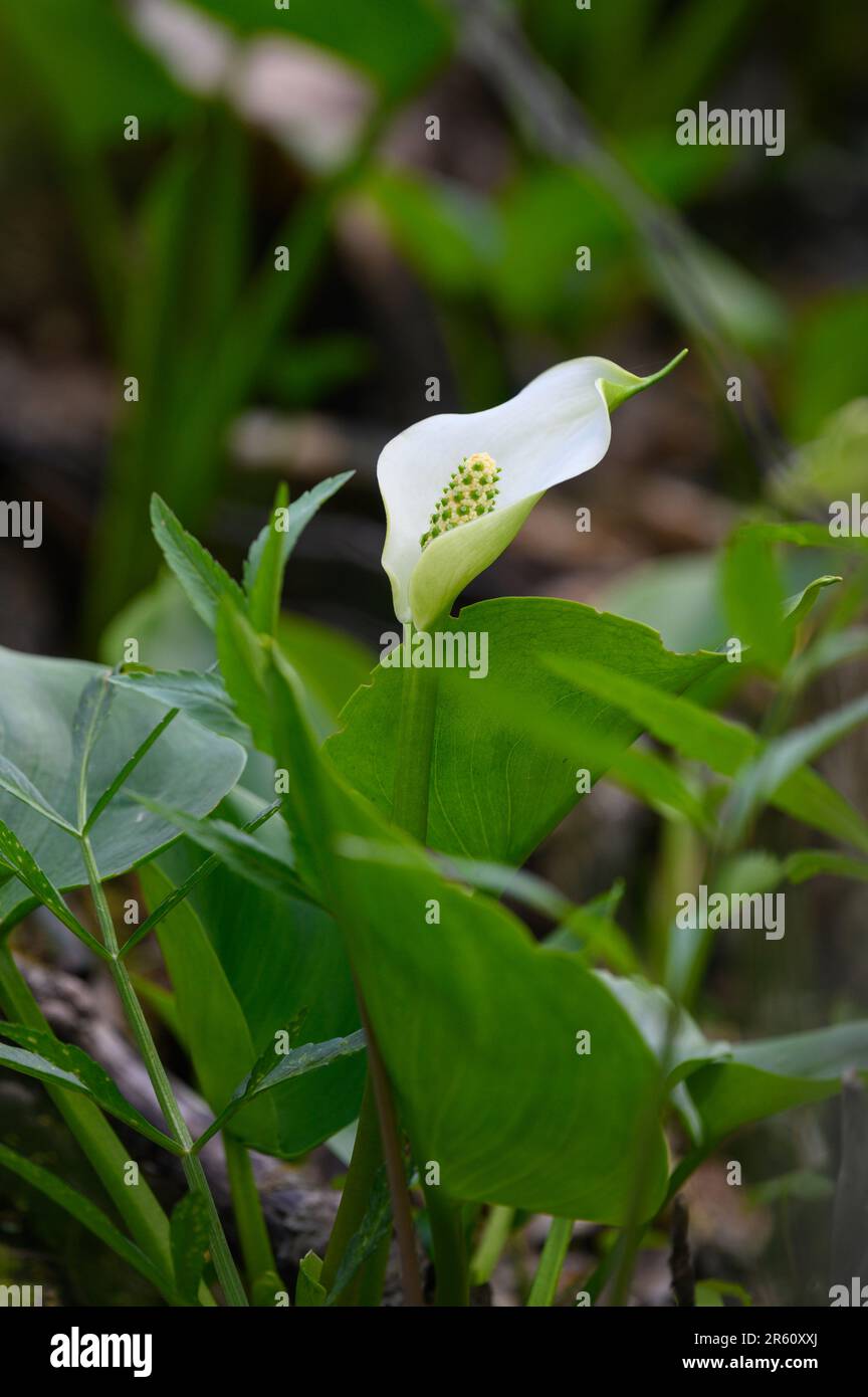 Wild Calla Lily (Calla palustris), Elk Island National Park, Alberta ...