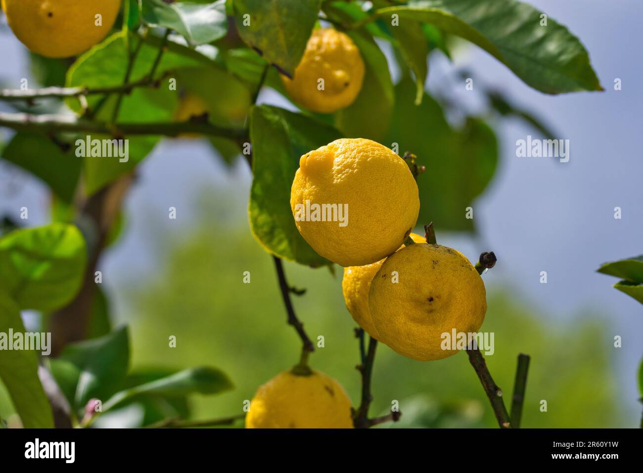 A lush yellow lemon tree basking in the sunlight outdoor Stock Photo ...