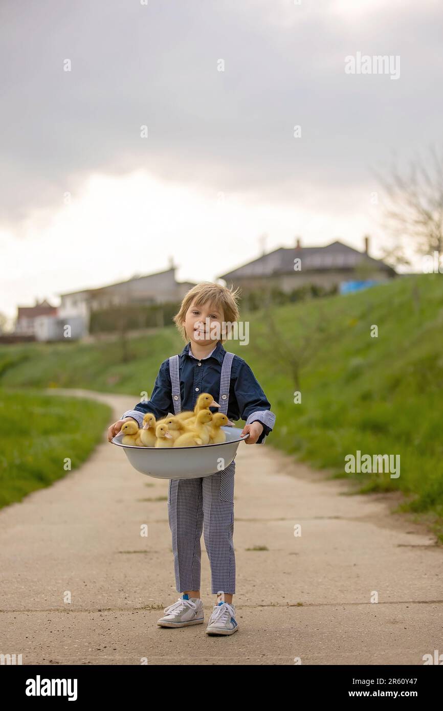 Beautiful preschool boy, playing with little ducks on the street in ...