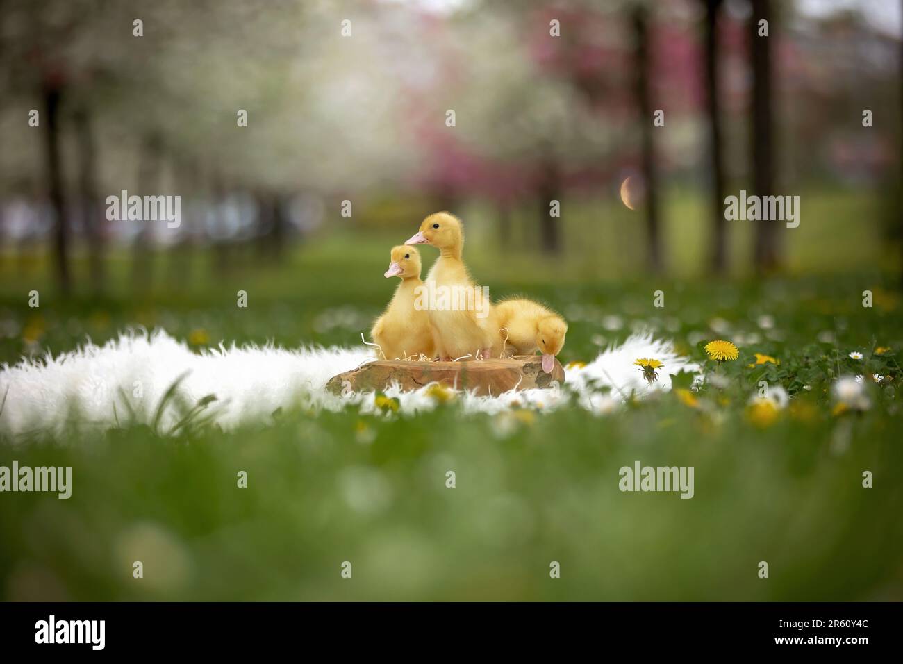Ducklings in the park, walking and eating, springtime Stock Photo - Alamy