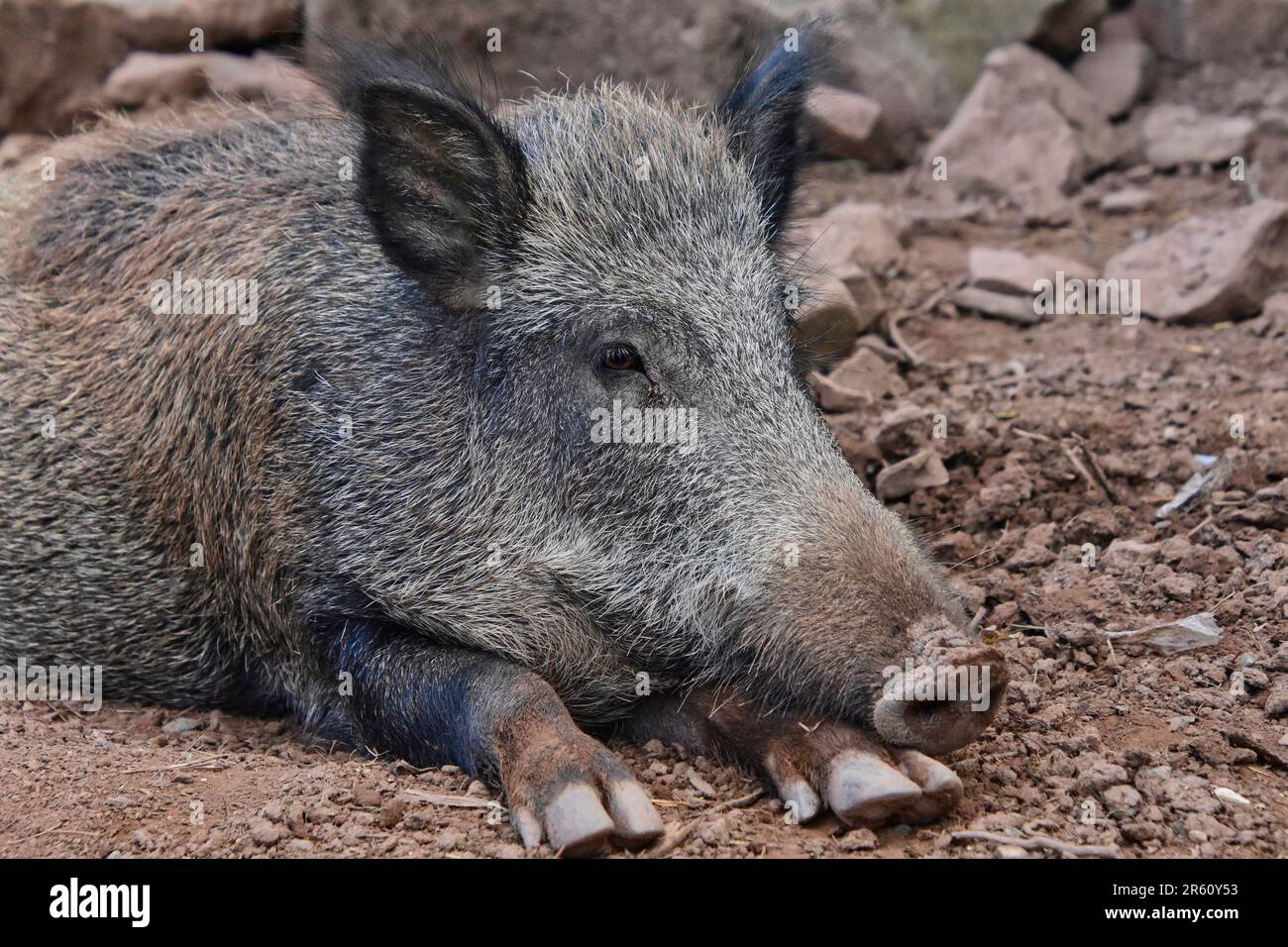 Wild boar with sharp tusk hi-res stock photography and images - Alamy