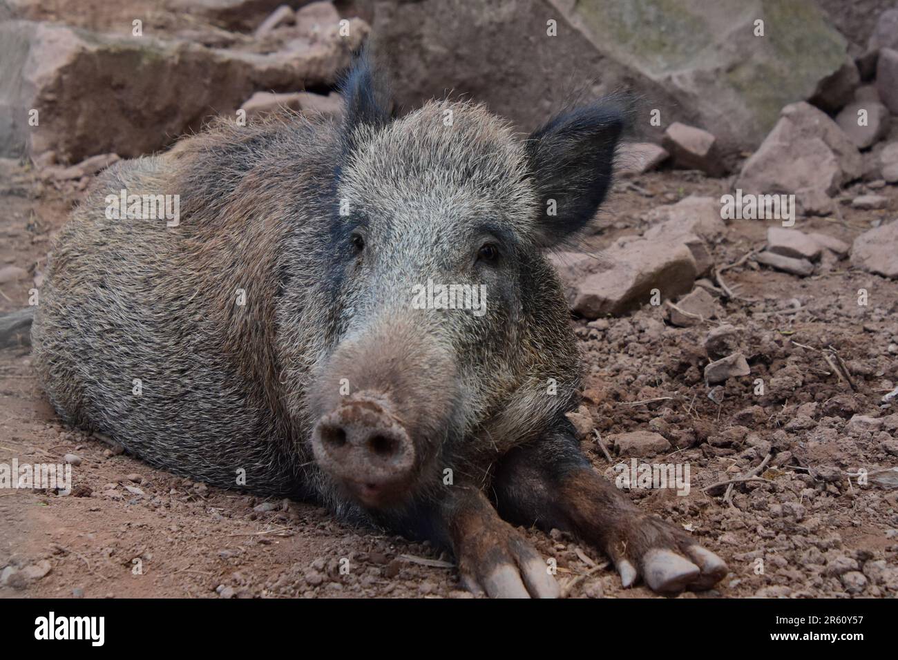 A wild boar lying down in the dirt Stock Photo - Alamy