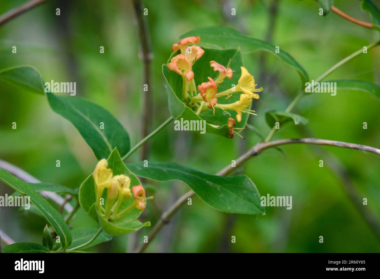 Twining Honeysuckle, Lonicera dioica, Elk Island National Park, Alberta ...