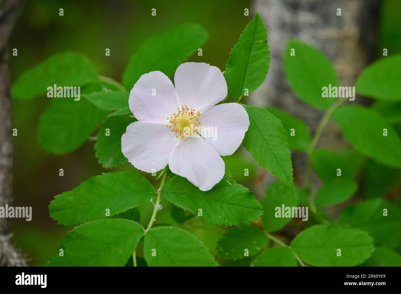 Wild Rose, Alberta Wild Rose, Prickly Rose, Elk Island National Park ...