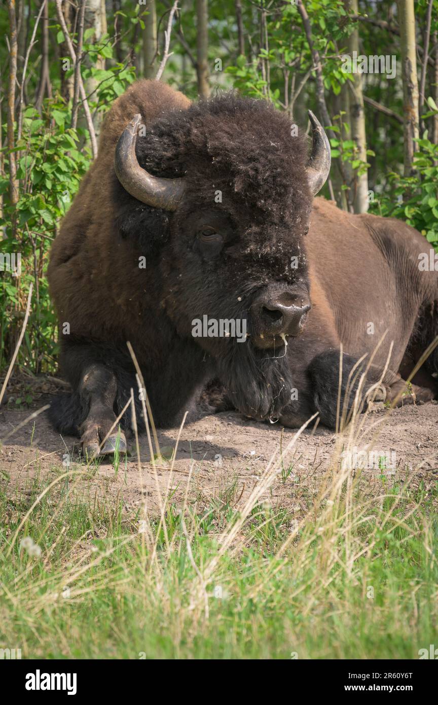 Wild plains bison, Elk Island National Park, Alberta, Canada Stock ...