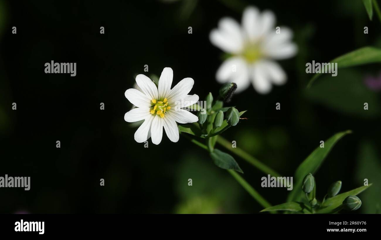 Large lanceolate leaves hi-res stock photography and images - Alamy