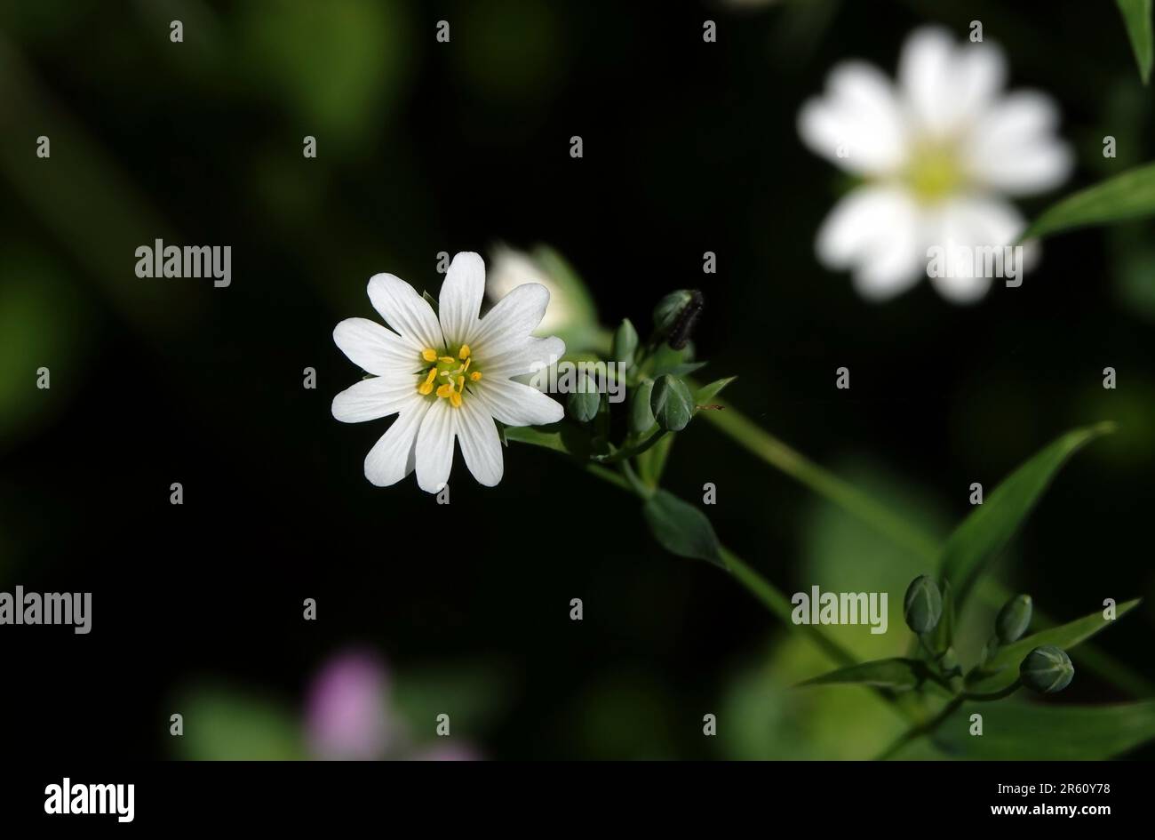 Large lanceolate leaves hi-res stock photography and images - Alamy