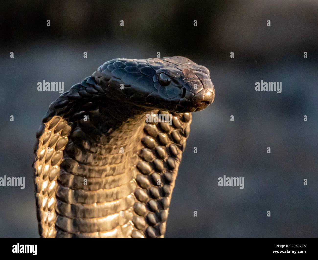 A closeup of a black Spitting Cobra (Naja nigricincta woodi) from ...
