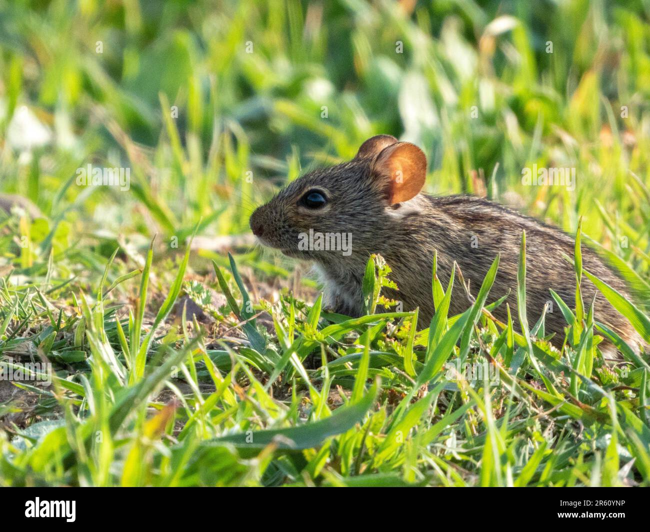 Ears of the mouse hi-res stock photography and images - Alamy