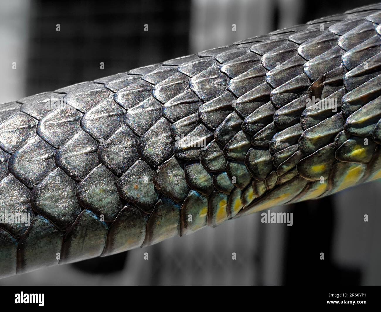 Snake boomslang snake head hi-res stock photography and images - Alamy