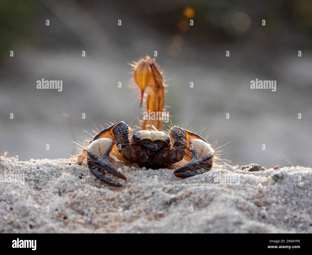 A closeup of a venomous brown scorpion on sand Stock Photo - Alamy