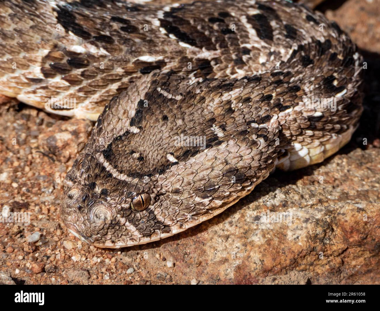A close-up of a Puff Adder (Bitis arietans), a venomous snake from ...