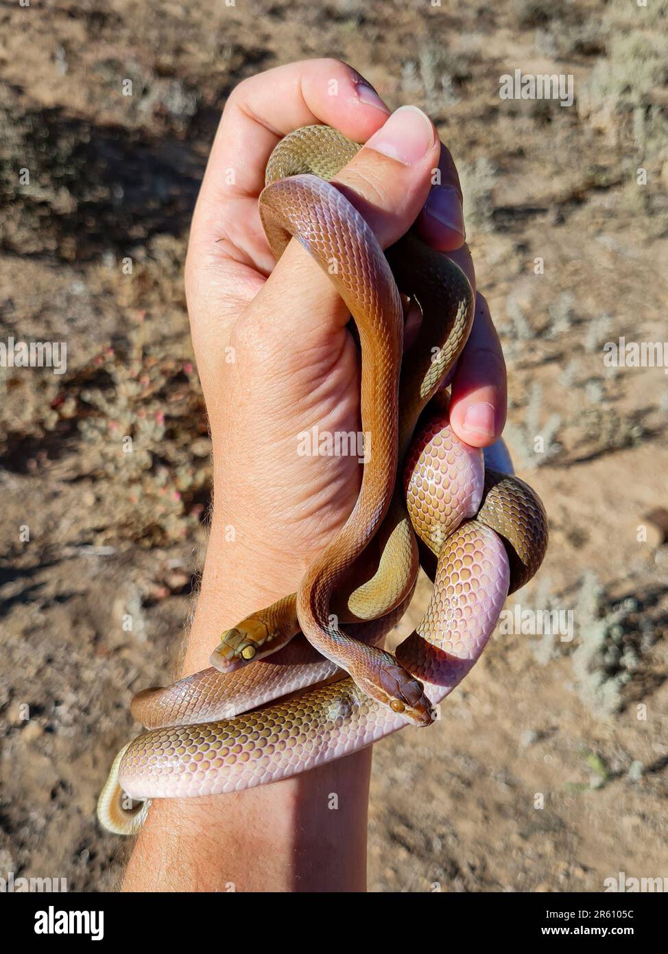 A hand holding a Brown House Snake (Boaedon capensis) and a Bug-Eyed ...