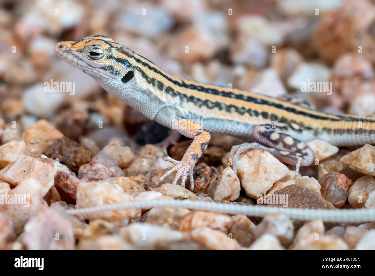 Grey and black lizard hi-res stock photography and images - Alamy