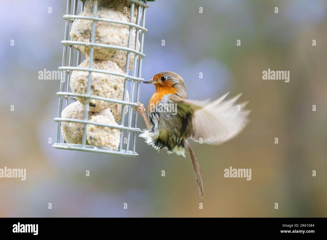 Action shot of a Robin (Erithacus rubecula) feeding at a fat ball bird ...