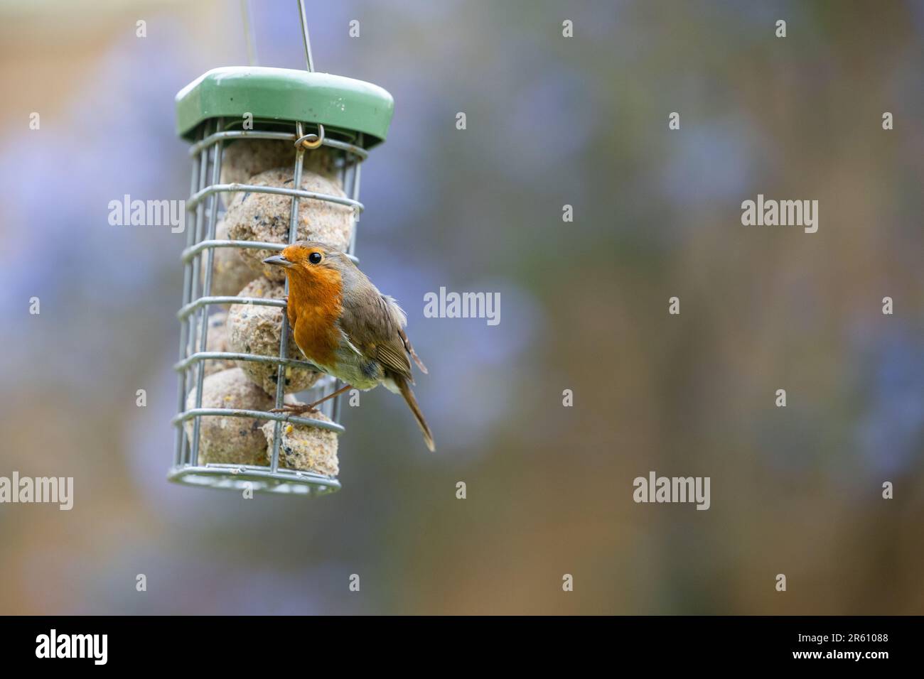 Robin (Erithacus rubecula) feeding at a fat ball bird feeder in a ...