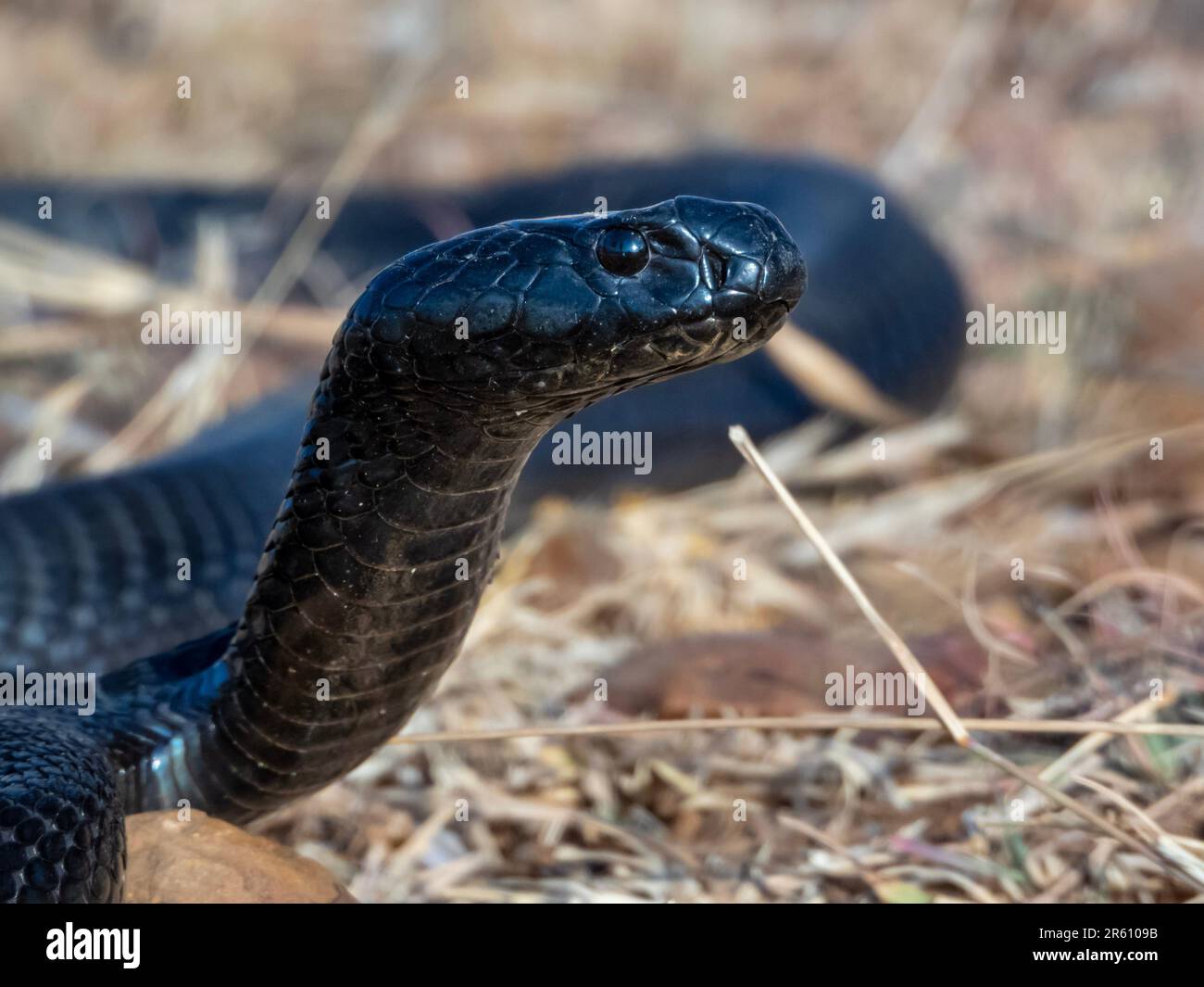 Naja nigricincta woodi hi-res stock photography and images - Alamy