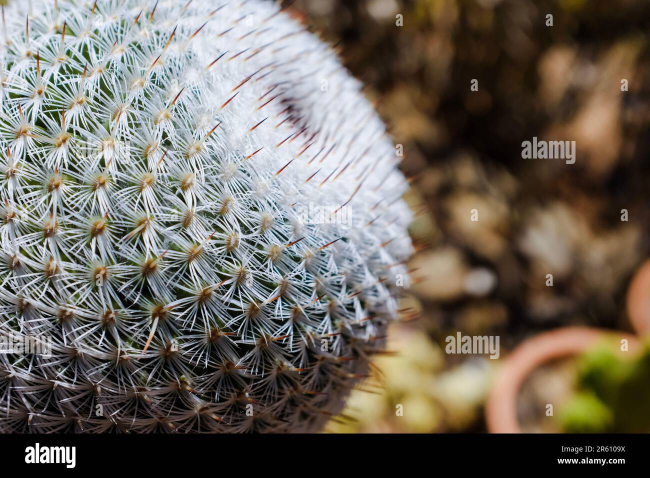 Detailed flower spikes hi-res stock photography and images - Alamy