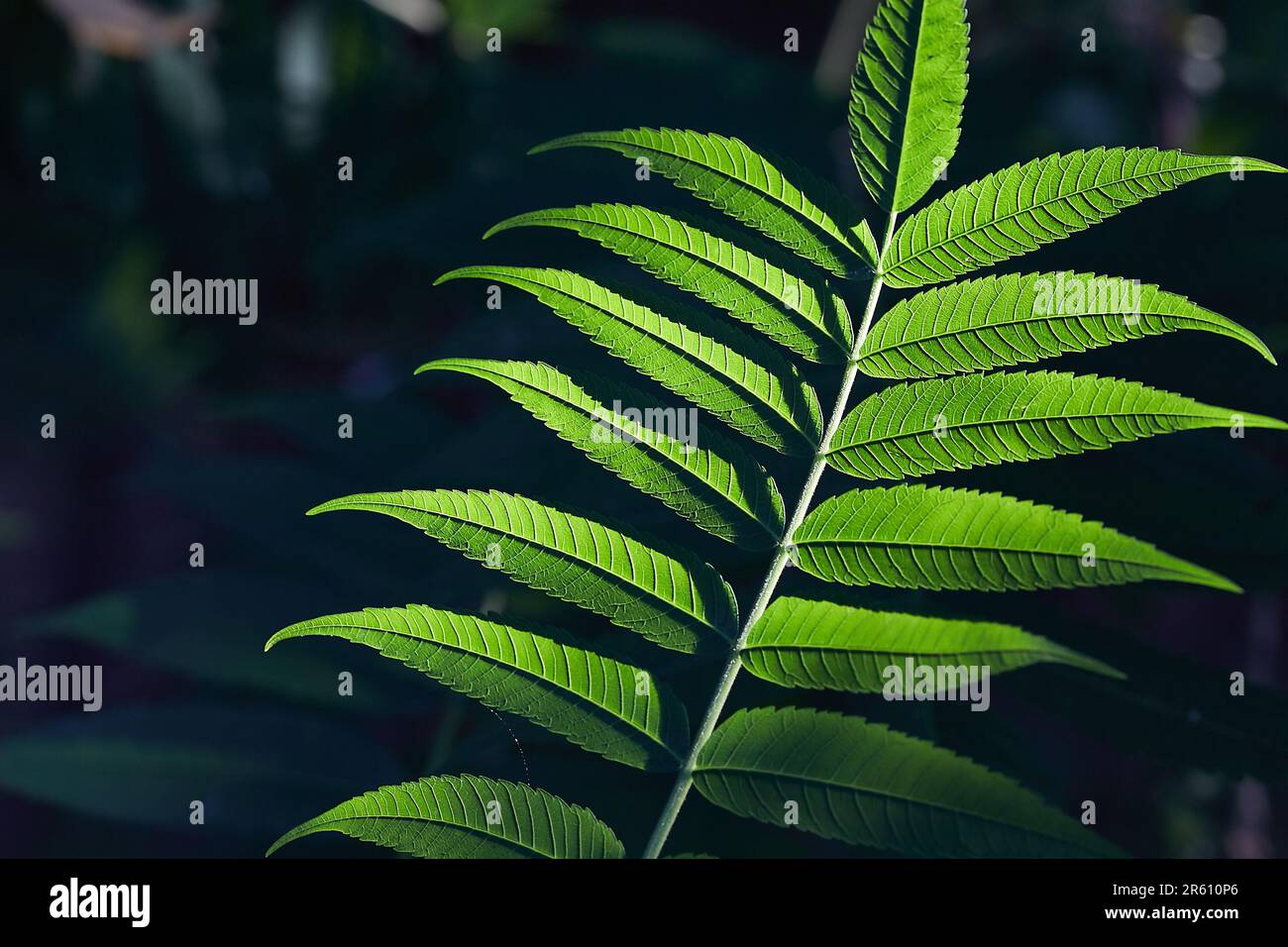Green Leaves of Spring Stock Photo - Alamy