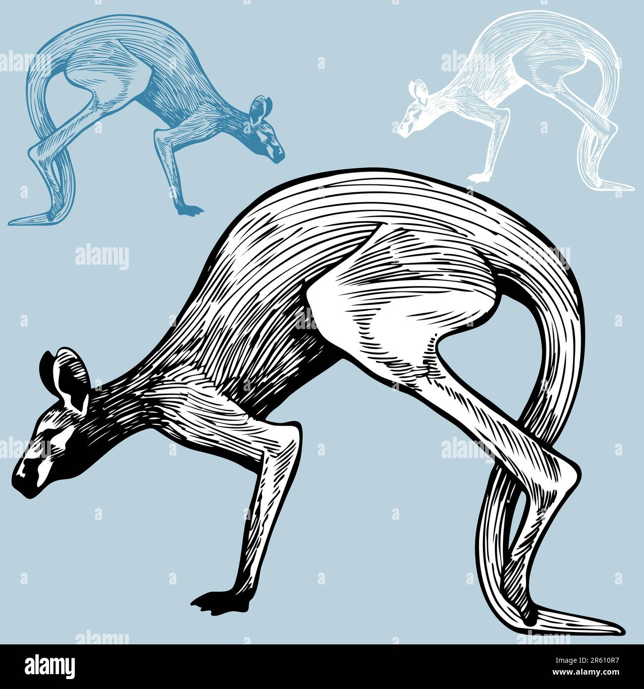 Hand drawn image of a kangaroo Stock Vector Image & Art - Alamy