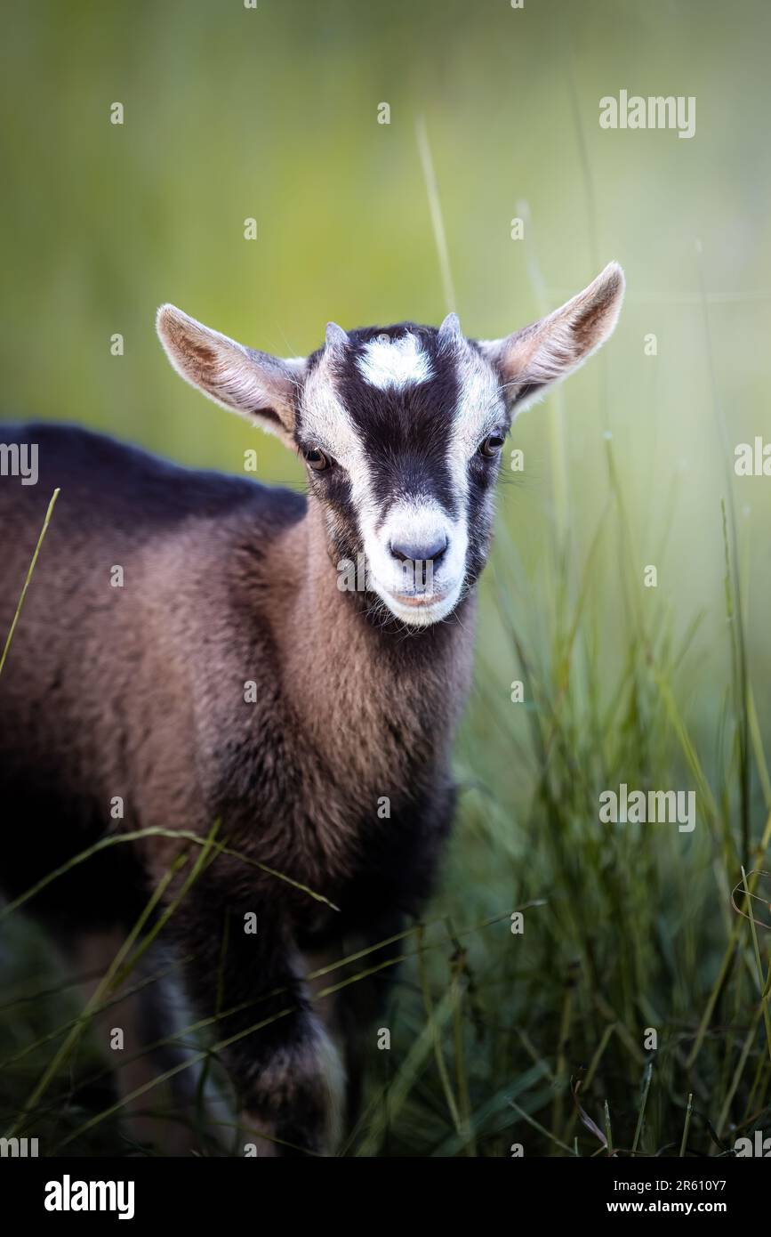 Baby Goat in the field in the warming light of sunrise, Germany, Europe ...