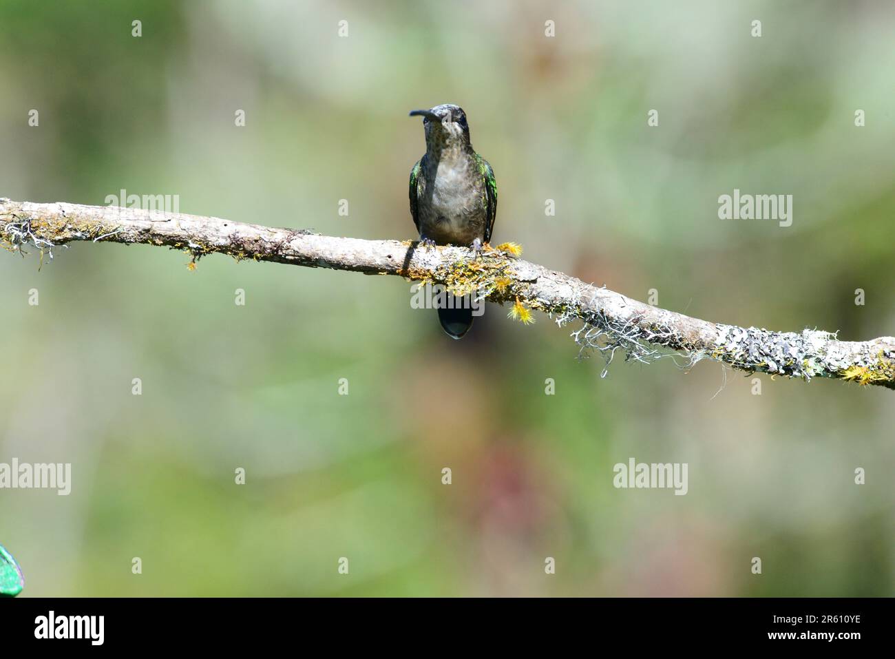 Magnificent hummingbird (eugenes fulgens) female in the highland forest ...